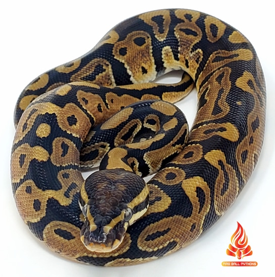 Dbl Het Monsoon Pied!🔥 Ball Python by Fire Ball Pythons