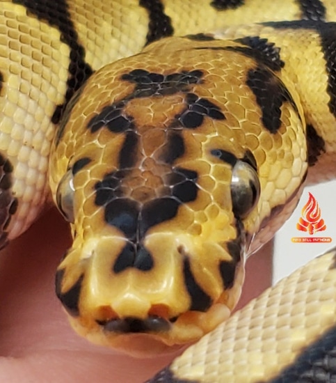 Spotnose Clown Het Desert! Ball Python by Fire Ball Pythons