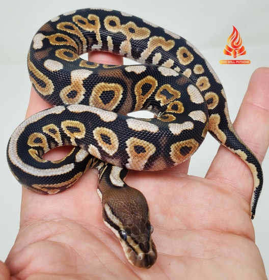 Spotnose Cinnamon Dbl Het DG Clown! Ball Python by Fire Ball Pythons