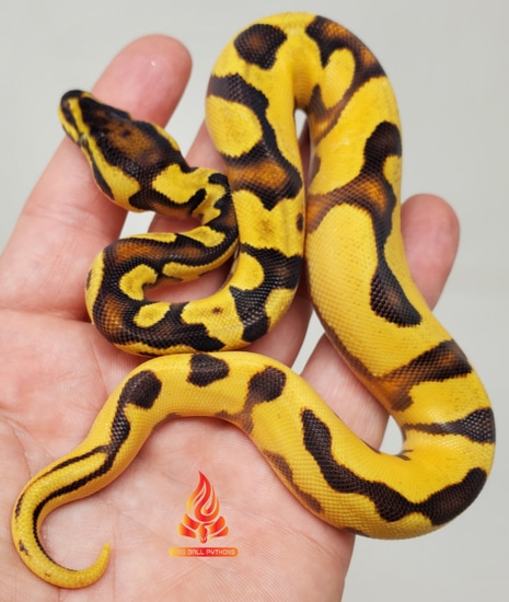 Super OD Enchi YB Het Pied!🔥 Ball Python by Fire Ball Pythons