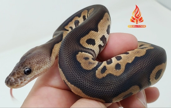 Chocolate Cinnamon Clown!🔥 Ball Python by Fire Ball Pythons
