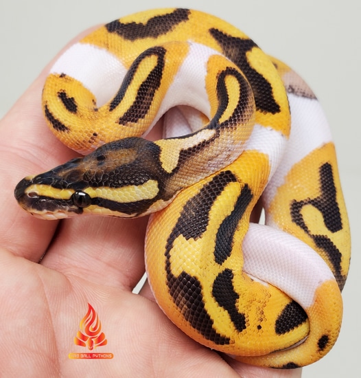 OD Leopard Fire Paradox Pied! Ball Python by Fire Ball Pythons