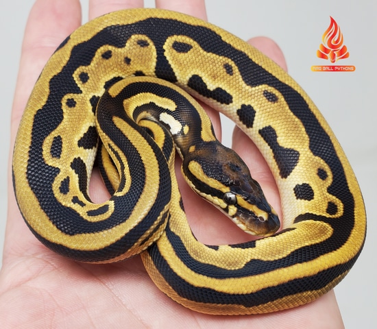 🔥(Super) Leopard OD Dbl Het DG Pied! Ball Python by Fire Ball Pythons