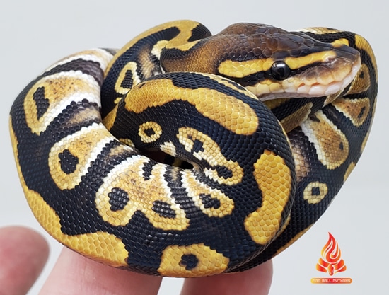 Cypress Het Clown Ball Python by Fire Ball Pythons
