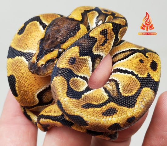 Enchi Mandarin! Ball Python by Fire Ball Pythons