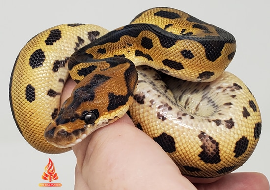 Leopard Clown Ball Python by Fire Ball Pythons