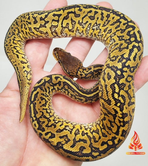 Monsoon!!!🔥 Ball Python by Fire Ball Pythons