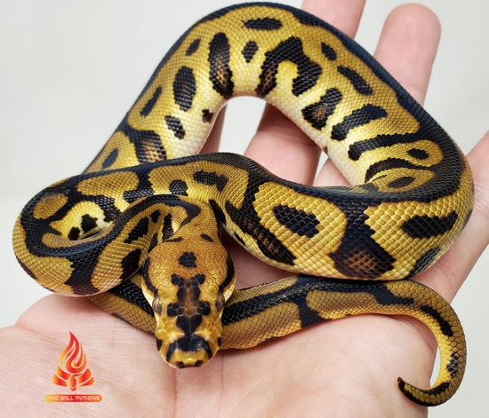 Batman!🔥 Ball Python by Fire Ball Pythons