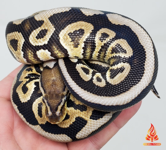 Cinnamon Spotnose Mojave Het Clown Ball Python by Fire Ball Pythons