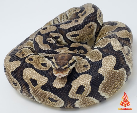 🔥Special Blade Het Clown Adult!🔥 Ball Python by Fire Ball Pythons