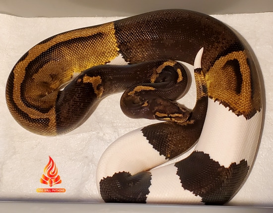🔥RTB Mahogany Black Pastel Paradox Pied (Chimera)🔥 Ball Python by Fire ...