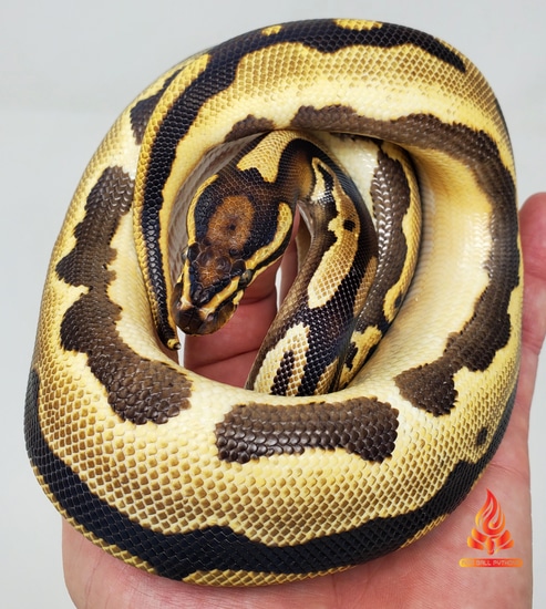 OD Leopard YB Dbl Het DG Pied Ball Python by Fire Ball Pythons