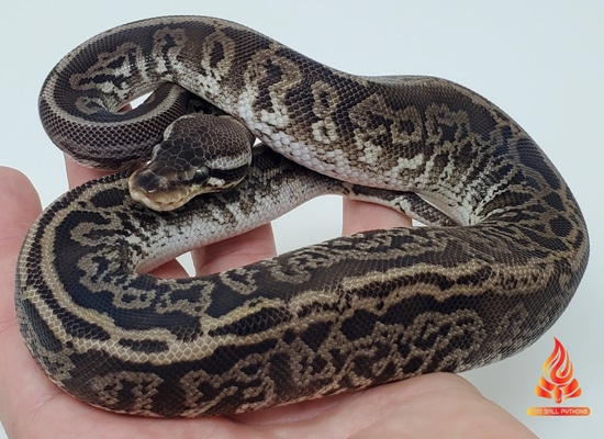 🔥Black Pewter Leopard Special🔥 Ball Python by Fire Ball Pythons