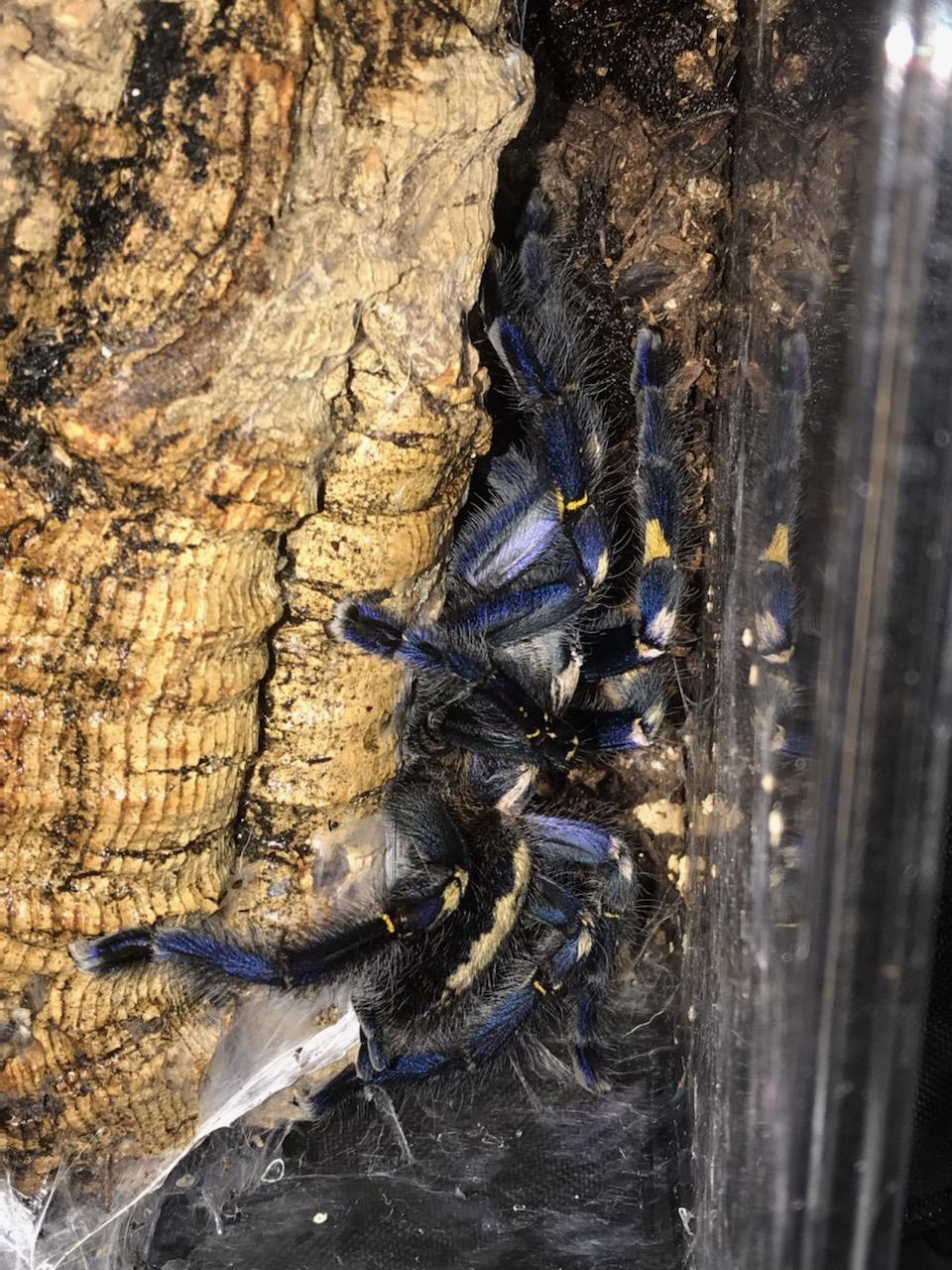 Gooty Saphire POECILOTHERIA METALLICA Tarantula by 8 Legged Addiction ...