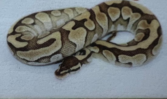 Lesser Mahogany 100% Het Clown Ball Python by 8 Legged Addiction