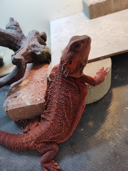 Full Red Monster Bearded Dragon Central Bearded Dragon by FireFlii ...