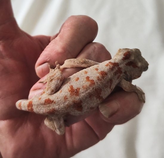 Red Super Blotch, Possible Phantom Eye Gargoyle Gecko by FireFlii ...
