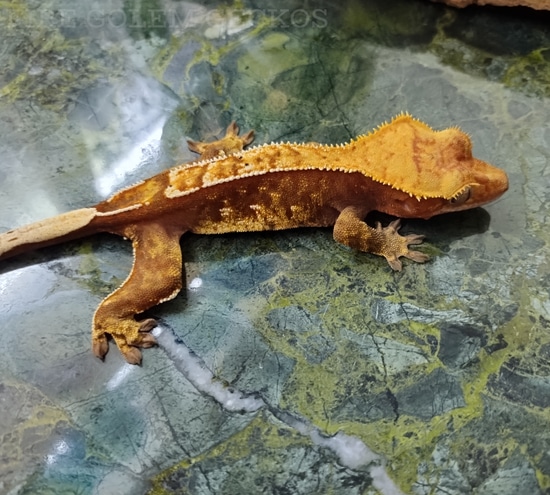 Partial Pinstripe Free Ship Crested Gecko by Fire Golem Geckos