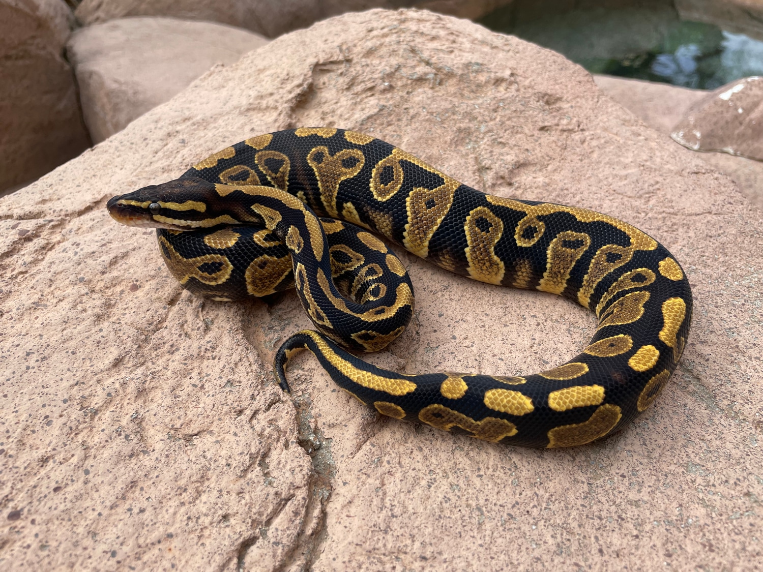 Yellowbelly / Asphalt Ball Python by ATLAS Pythons - MorphMarket