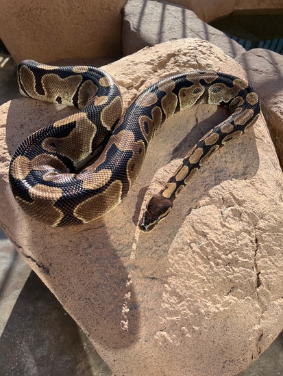 3700g Female Normal Ball Python by ATLAS Pythons