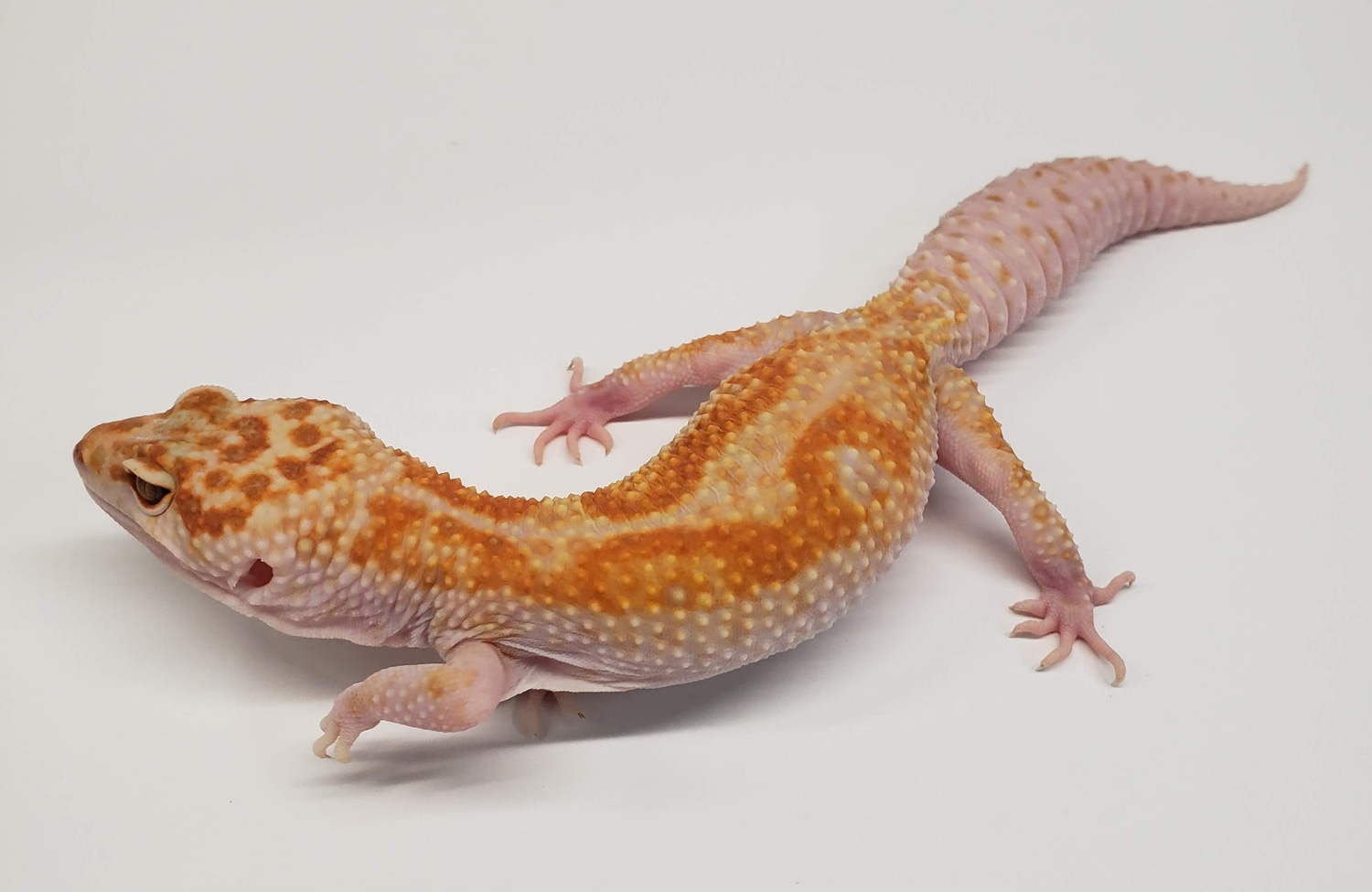 Emerine Enigma Mack Snow Tremper Ph Eclipse Leopard Gecko by Firehouse Geckos - MorphMarket