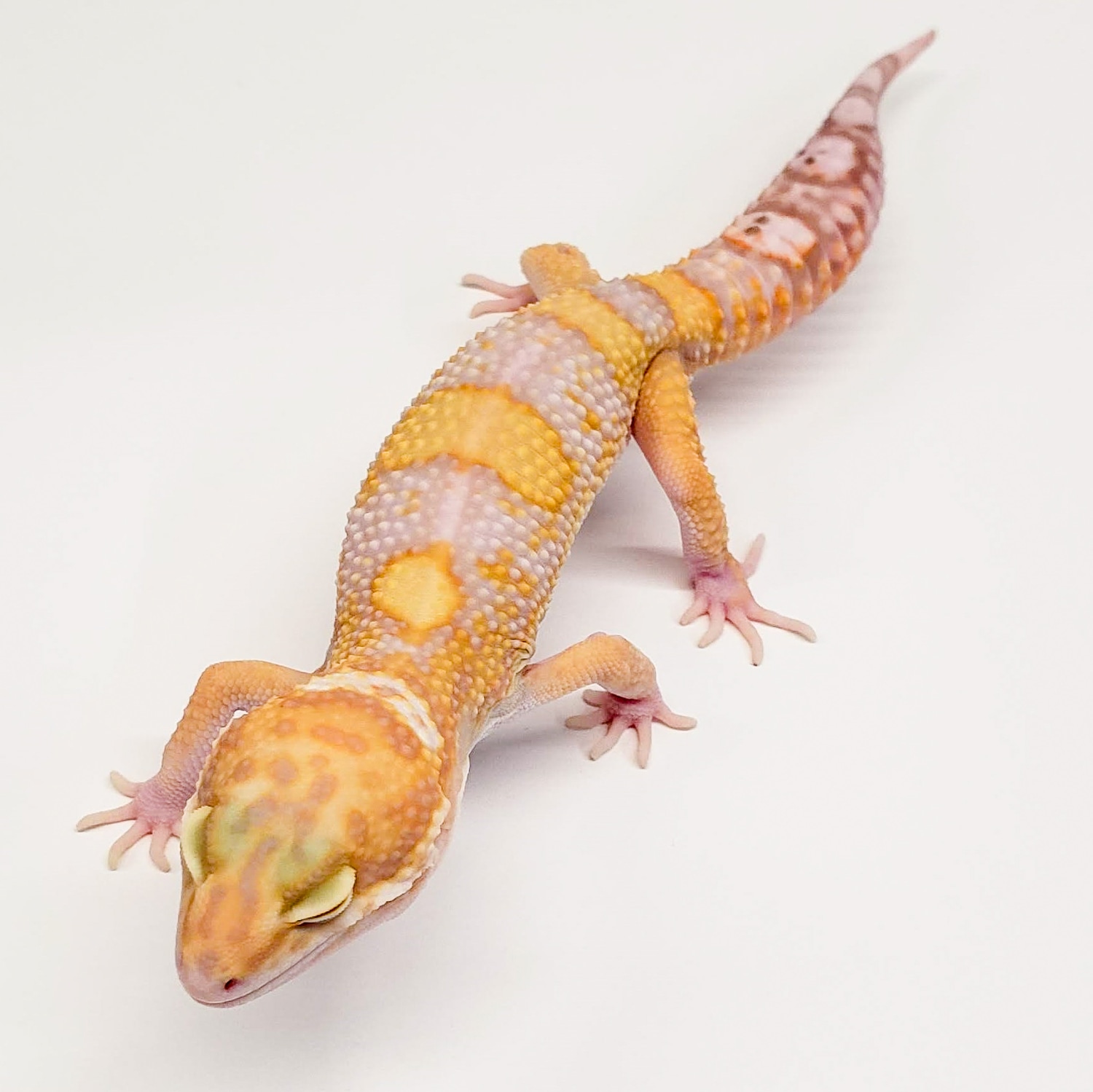 Tremper Eclipse Leopard Gecko by Firehouse Geckos - MorphMarket
