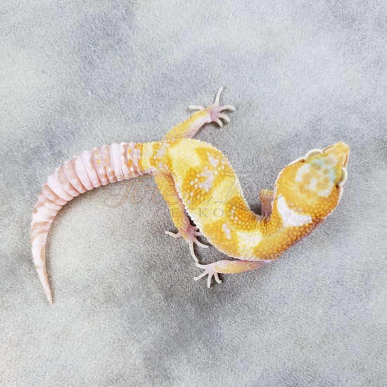 Mack Snow Tremper Sunglow Leopard Gecko by Fire n' Ice Exotics
