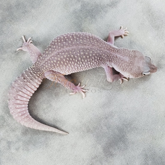 Mack Snow Blizzard Eclipse Leopard Gecko by Fire n' Ice Exotics