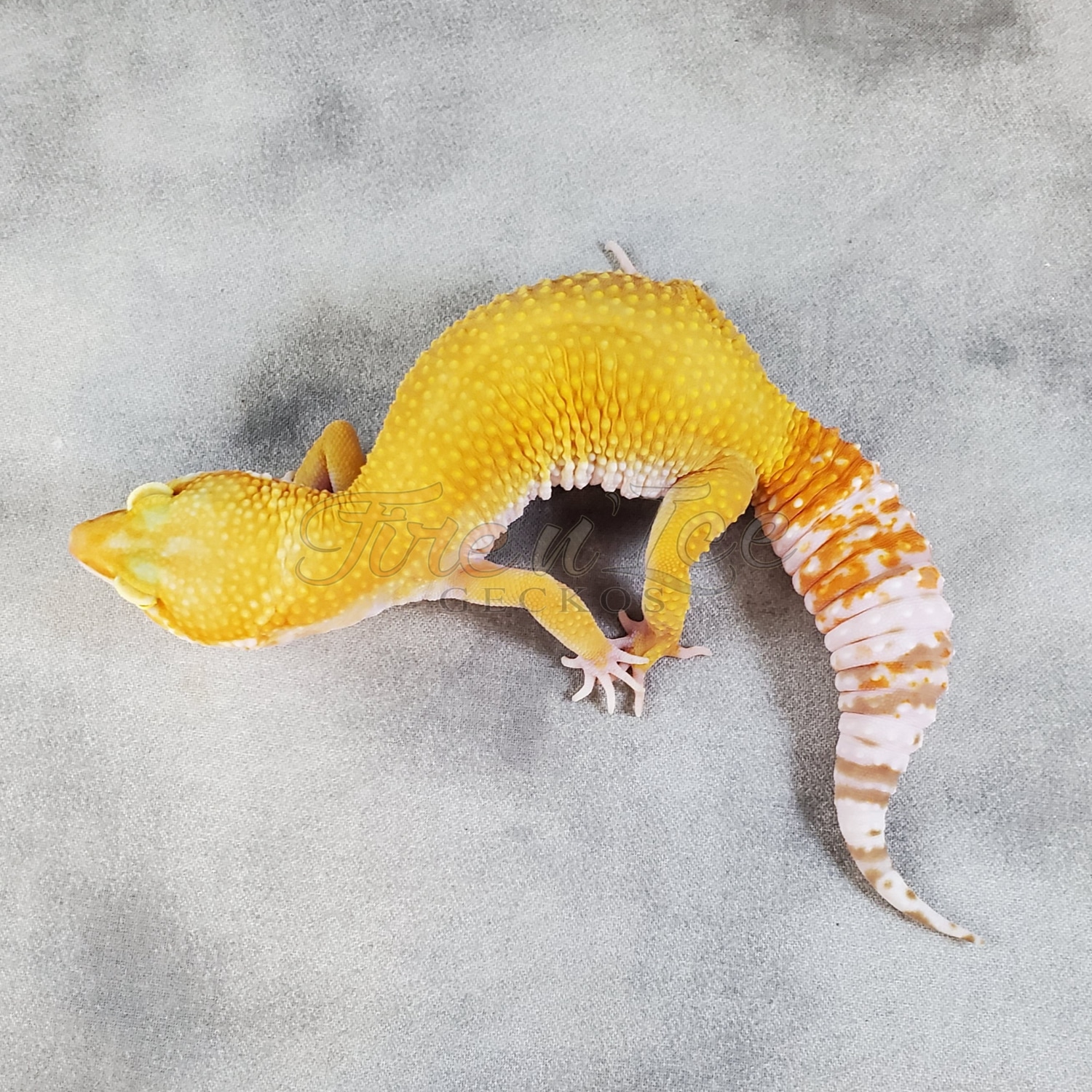 Sunglow Tremper Leopard Gecko by Fire n' Ice Exotics - MorphMarket