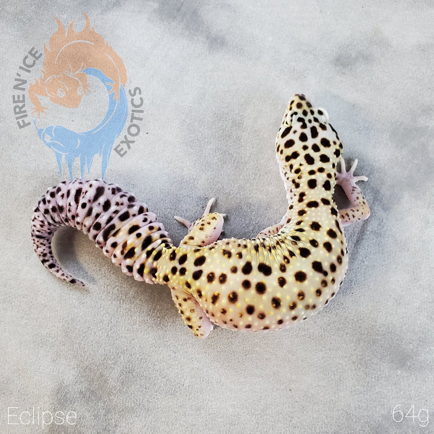 Eclipse Leopard Gecko by Fire n' Ice Exotics - MorphMarket