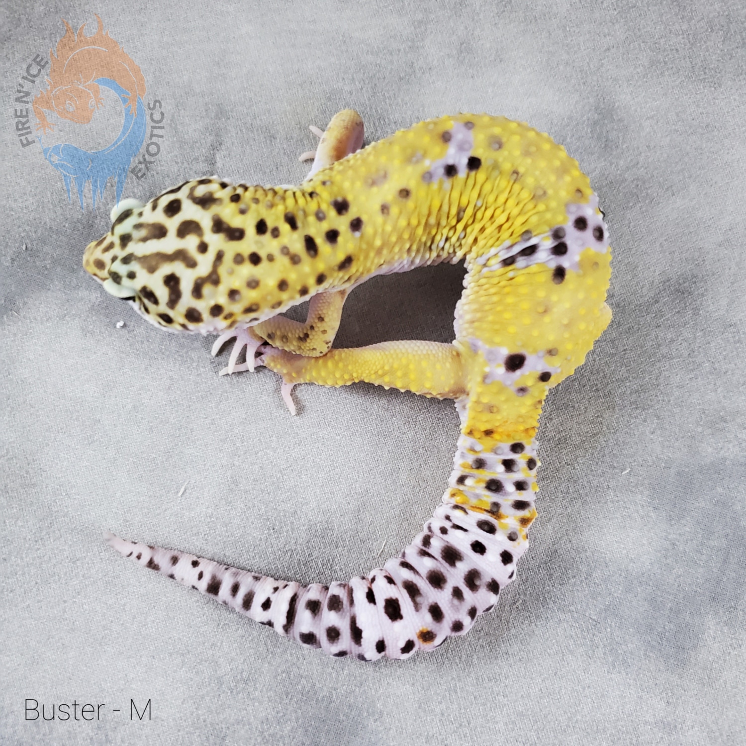 High Yellow Leopard Gecko by Fire n' Ice Exotics - MorphMarket