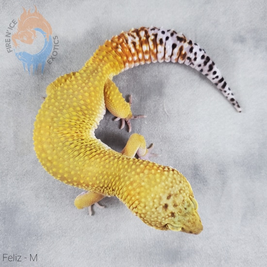 Super Hypo Tangerine Leopard Gecko by Fire n' Ice Exotics