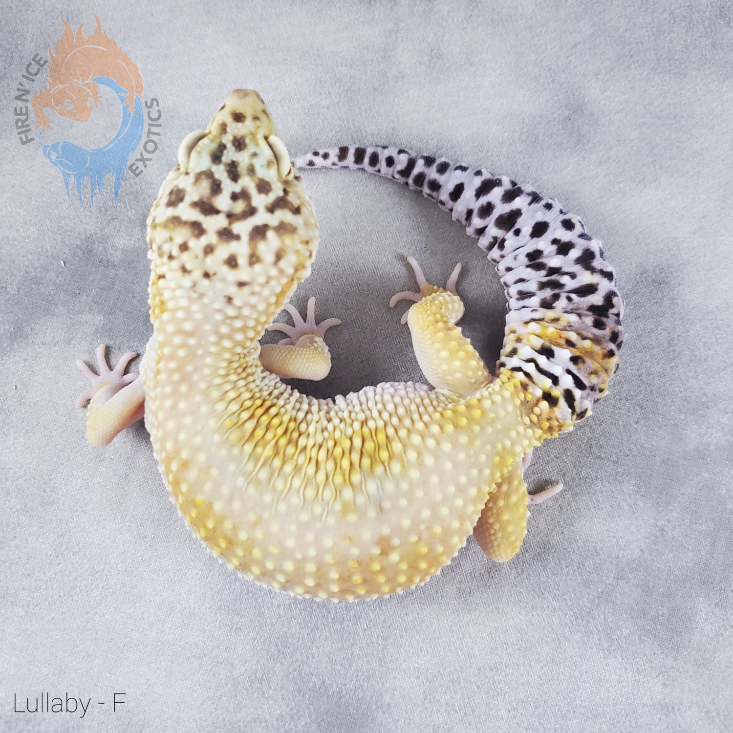 Super Hypo Leopard Gecko by Fire n' Ice Exotics - MorphMarket