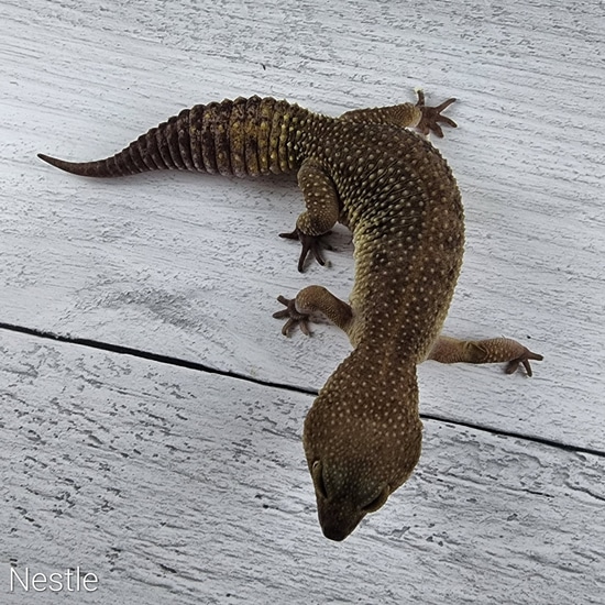 Black Night Murphy Patternless Leopard Gecko by Fire n' Ice Exotics