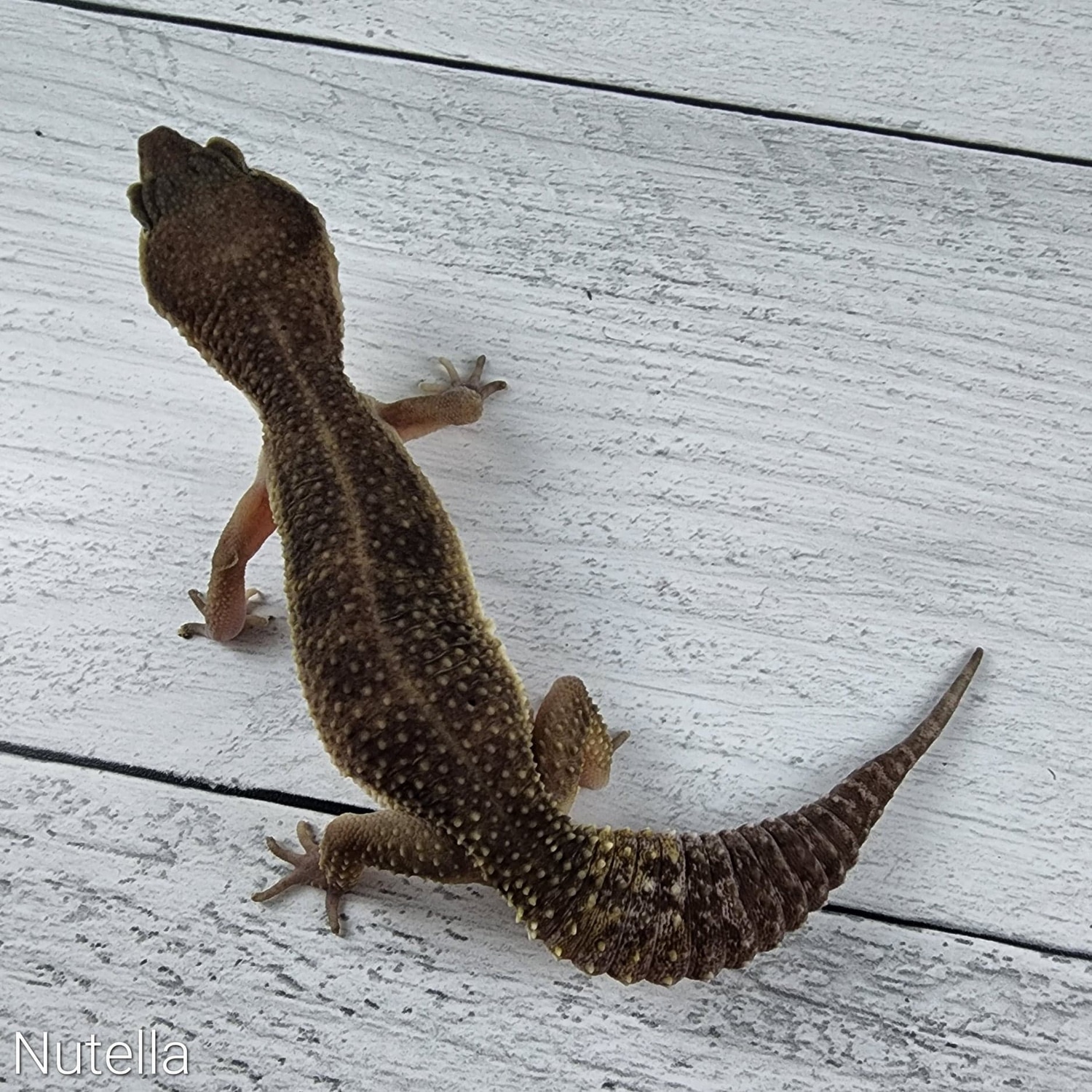 Black Night Murphy Patternless Leopard Gecko by Fire n' Ice Exotics ...