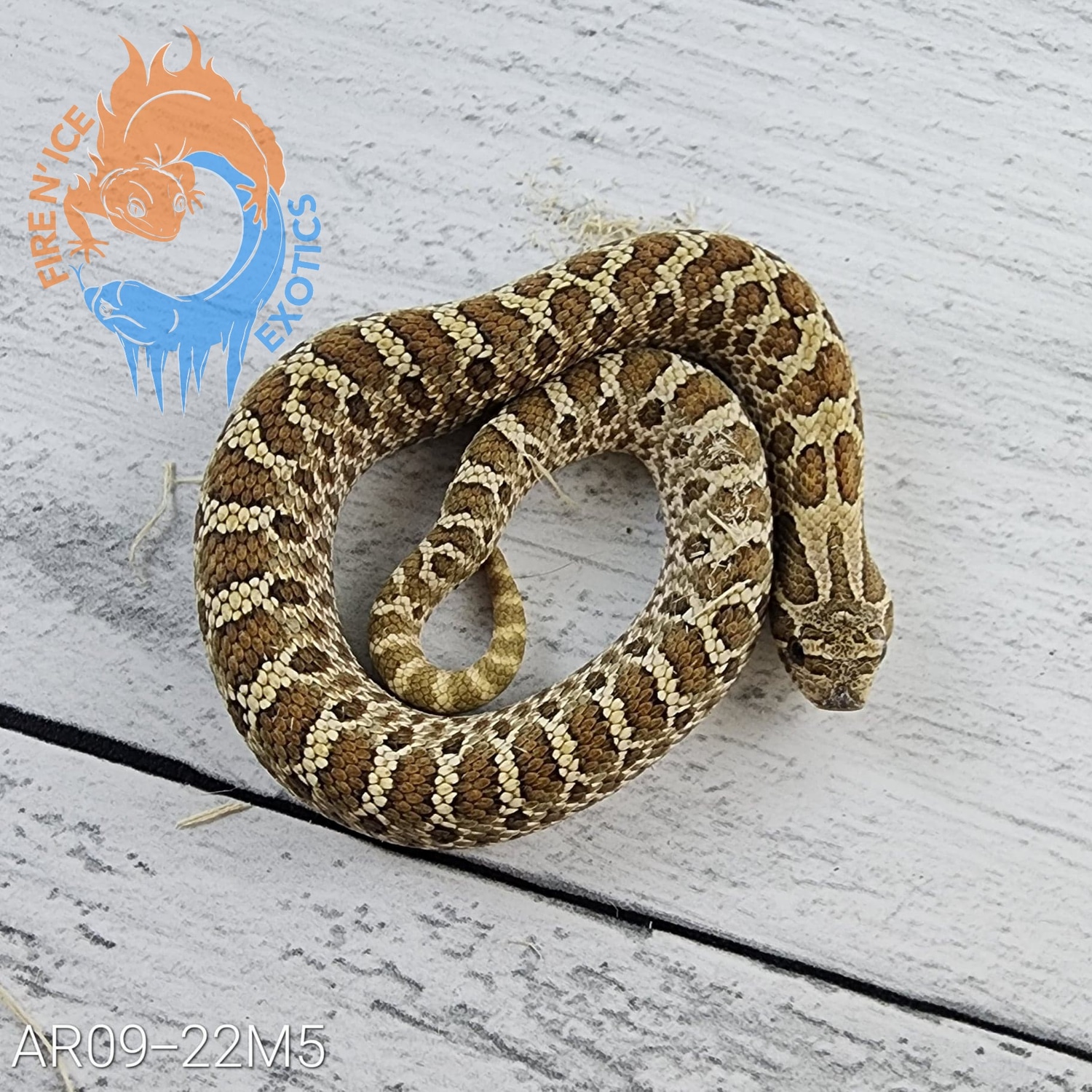 CG Green Line Ph Pistachio Western Hognose by Fire n' Ice Exotics ...