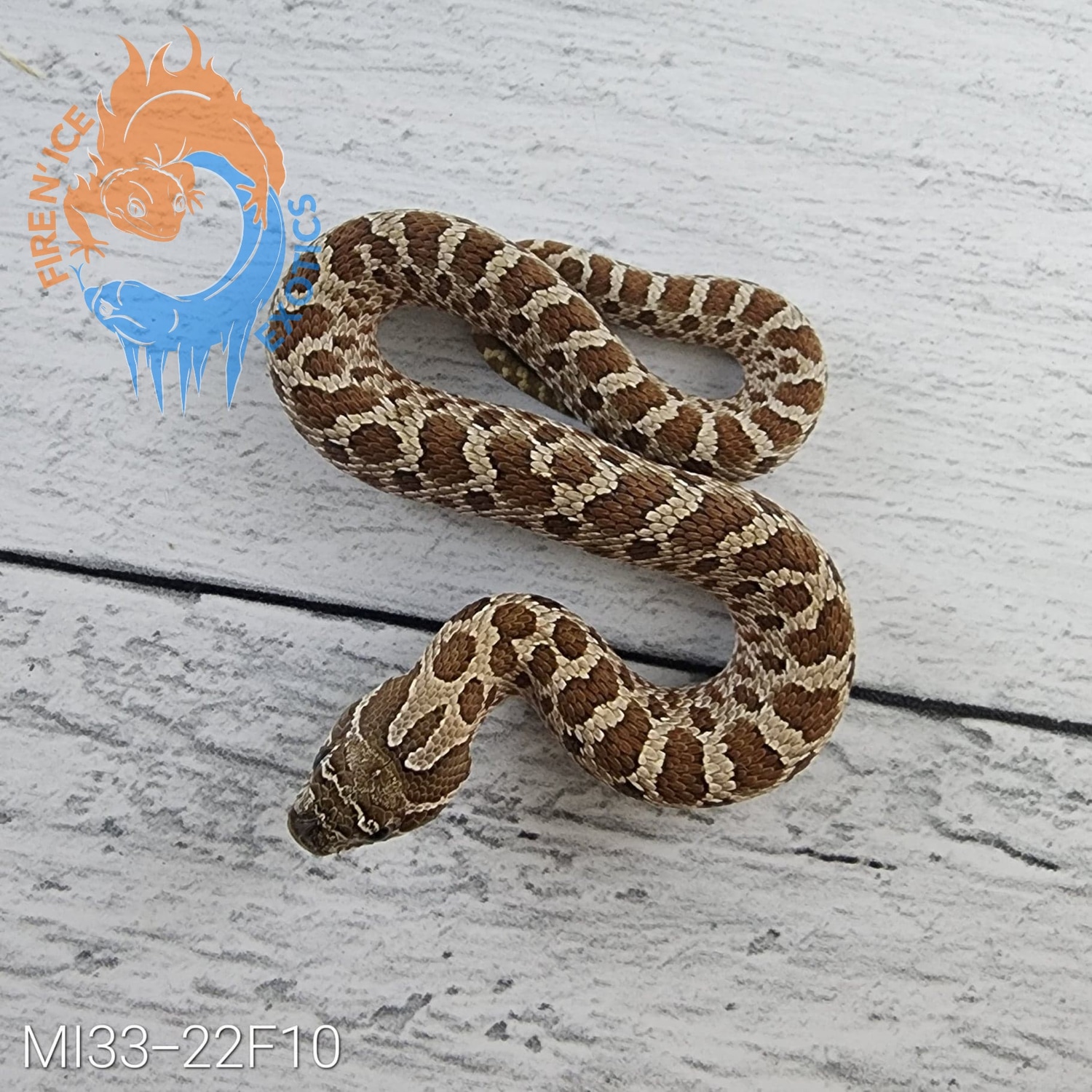 Normal Ph Toxic Western Hognose by Fire n' Ice Exotics - MorphMarket