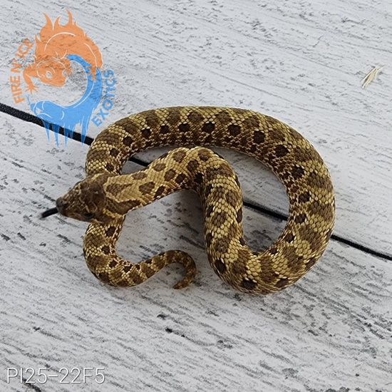 Lemon Ghost Western Hognose by Fire n' Ice Exotics