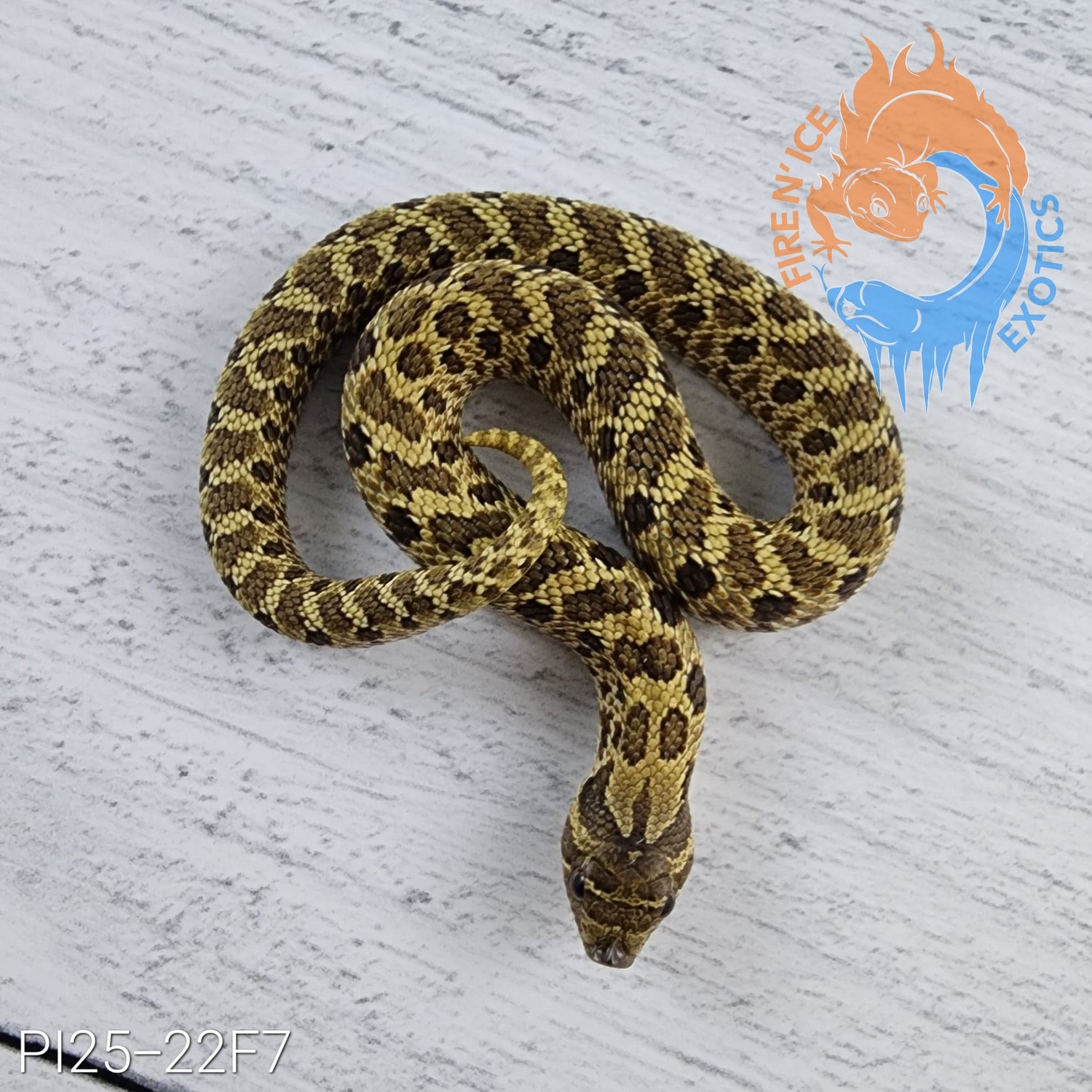 Lemon Ghost Western Hognose by Fire n' Ice Exotics - MorphMarket