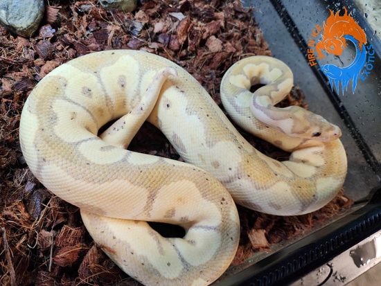 Banana Clown Ball Python by Fire n' Ice Exotics
