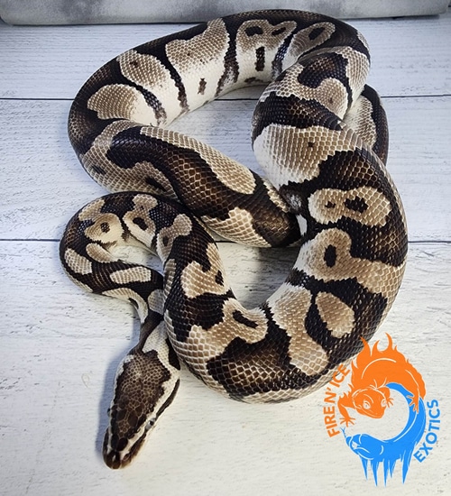 Pastel VPI Axanthic Het Clown Ball Python by Fire n' Ice Exotics
