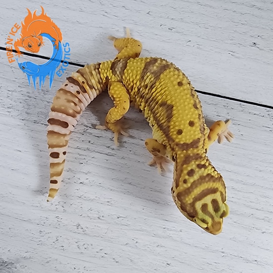 Hyper Xanthic Tremper Ph Eclipse Leopard Gecko by Fire n' Ice Exotics