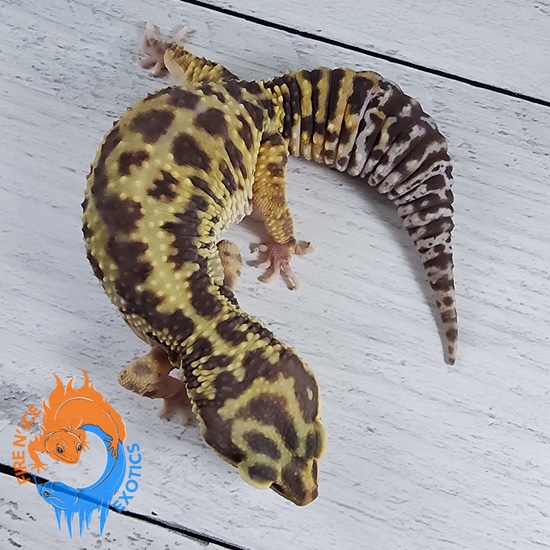 Hyper Xanthic Het Tremper, Eclipse Leopard Gecko by Fire n' Ice Exotics