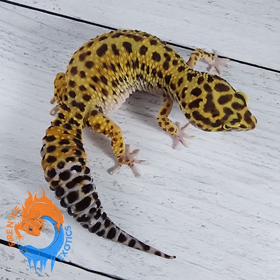 Inferno Ph Tremper/Eclipse Leopard Gecko by Fire n' Ice Exotics
