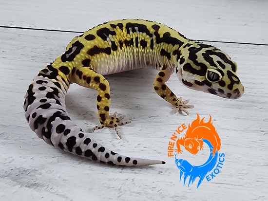 Lavender Bold Stripe Cross Ph Tremper/Eclipse Leopard Gecko by Fire n ...
