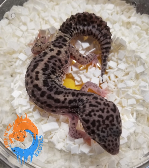 BNx Mack Snow Eclipse Ph Blizzard/Tremper Leopard Gecko by Fire n' Ice ...