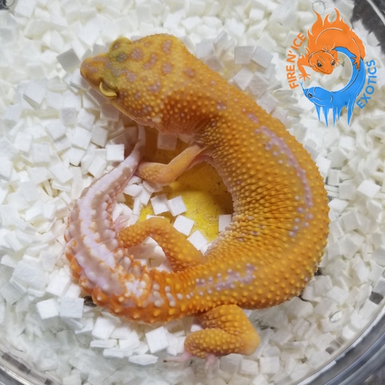 Red Diamond X Black Blood Tremper Ph Eclipse Leopard Gecko by Fire n ...