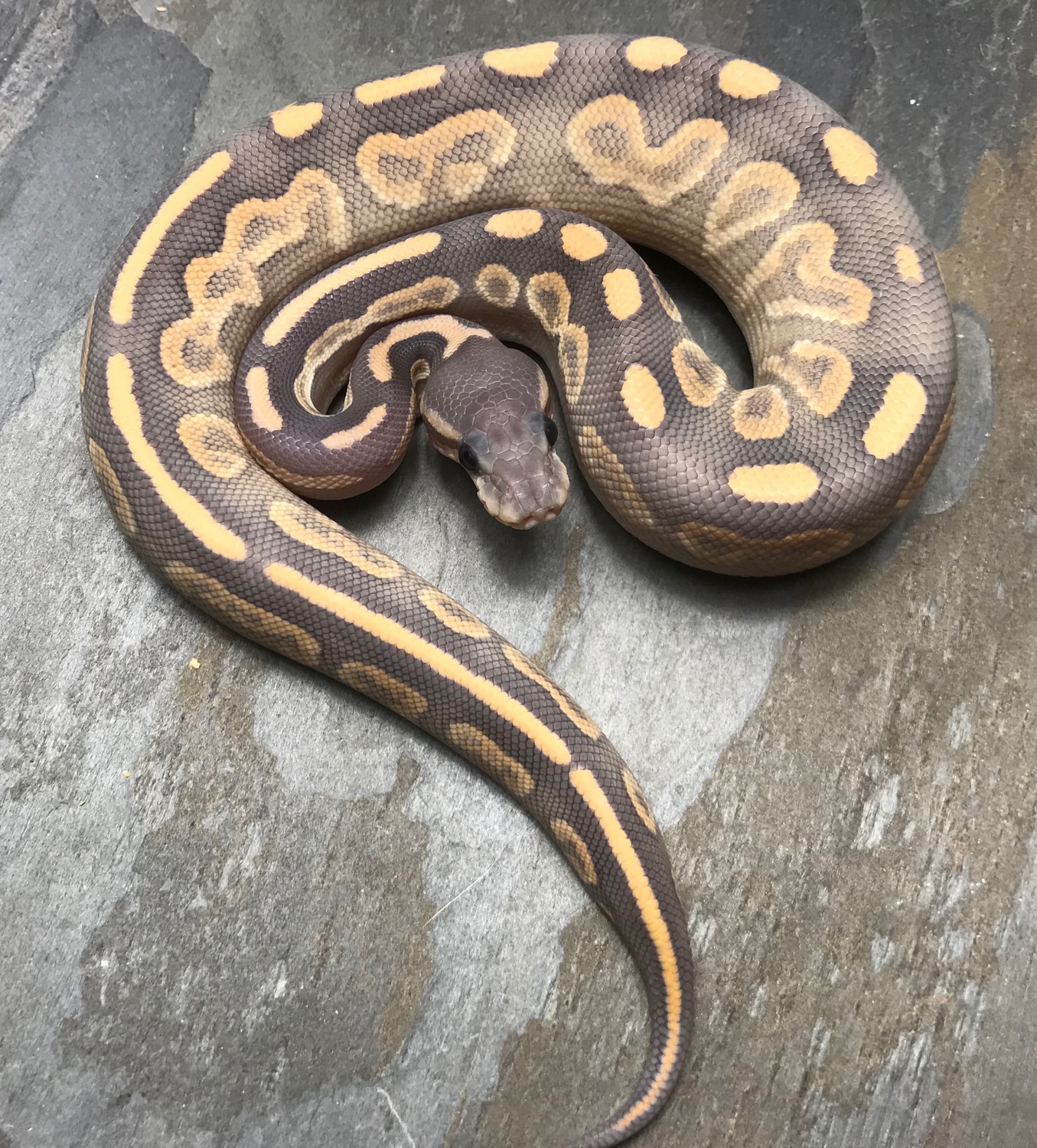 Black Pastel Mojave Ghost Ball Python by FireStorm Reptiles - MorphMarket
