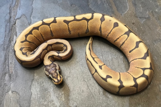Honeybee Ball Python by FireStorm Reptiles