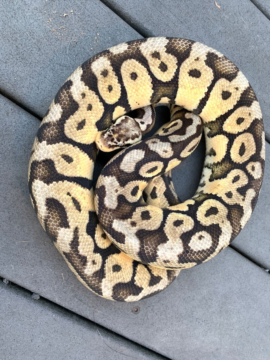 Super Pastel Spotnose Ball Python by FireStorm Reptiles - MorphMarket